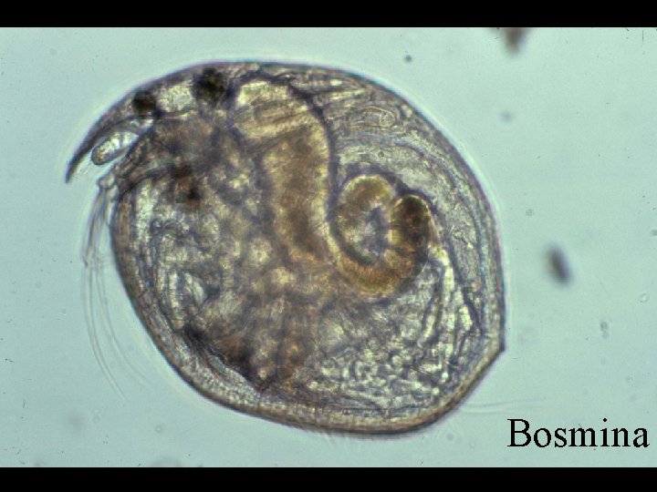 Classification by trophic level Classification by zonation Factors