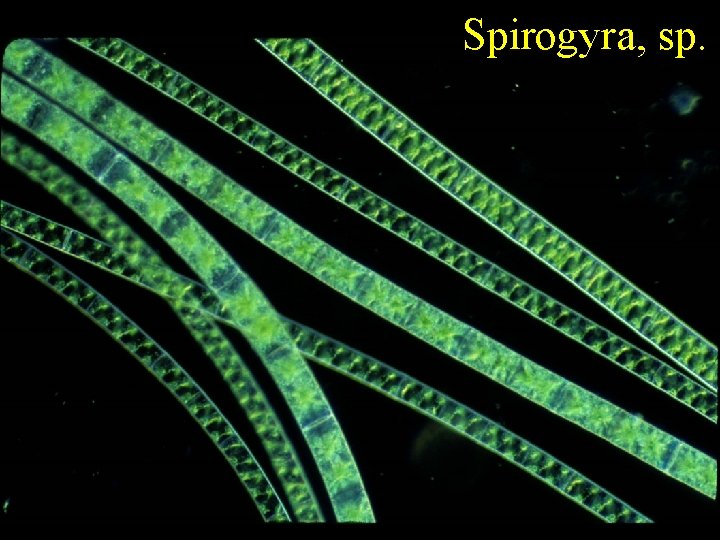 Classification by trophic level Classification by zonation Factors