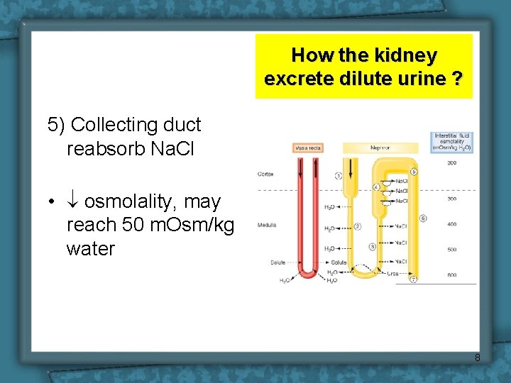 Urine Concentration Mechanism Prof Mona Soliman MBBS MSc