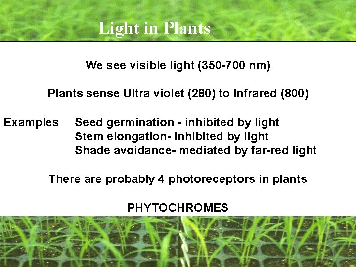 Signal Transduction Pathways Signal Transduction Pathways link cellular