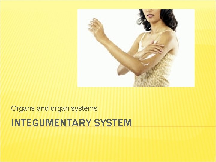 Organs and organ systems INTEGUMENTARY SYSTEM ORGANS OF