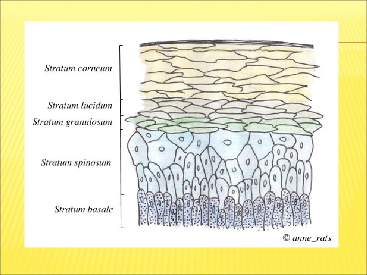 Organs and organ systems INTEGUMENTARY SYSTEM ORGANS OF