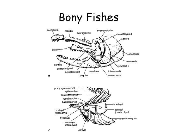 Skeleton Skin and Scales Skull Evolutionary tendency Fusion