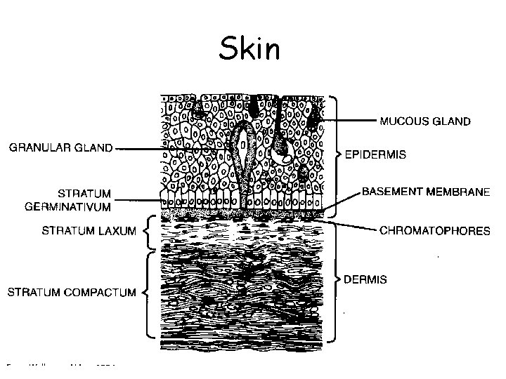Skeleton Skin and Scales Skull Evolutionary tendency Fusion