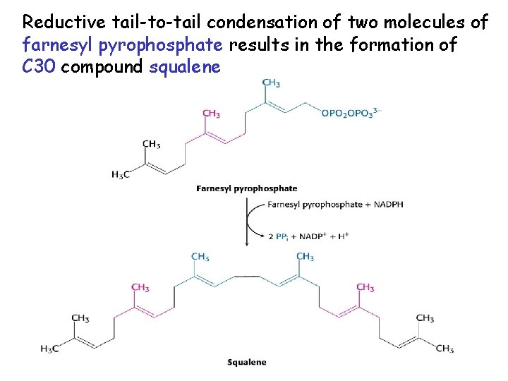 LIPID METABOLISM CHOLESTEROL METABOLISM Functions of Cholesterol a