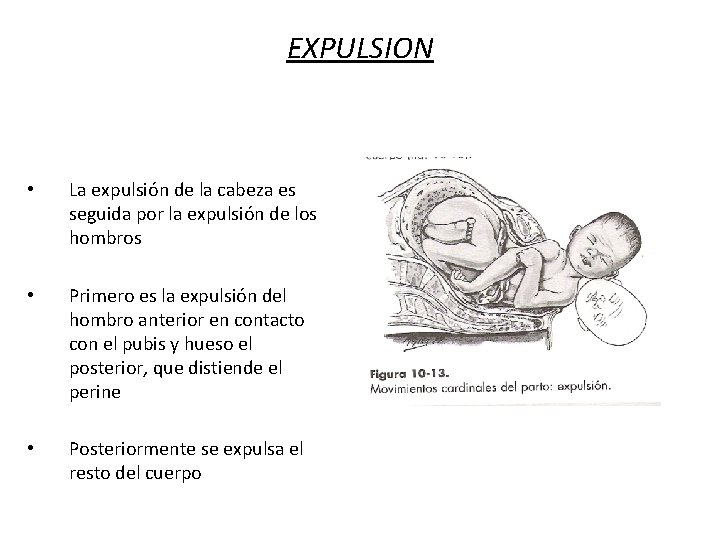 Mecanismos y Periodos del Trabajo de Parto PARTO