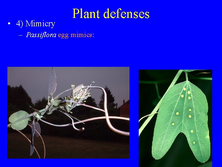 Herbivory Herbivory Importance Great Affects plant distribution Escape