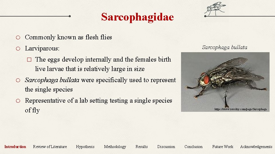 Differential Decomposition of a Single Diptera Species Sarcophagidae