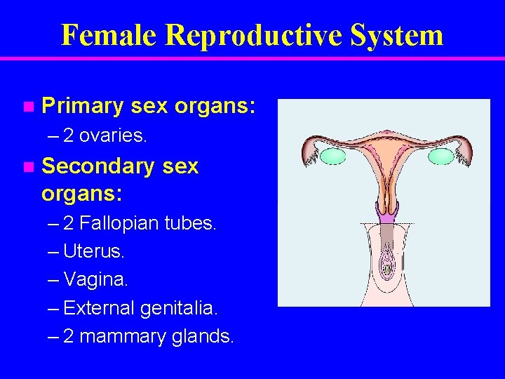 Female Reproductive System Objectives By the end of
