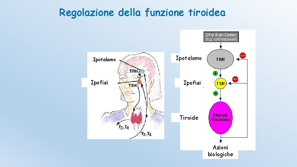 Esplorazione della funzionalit tiroidea i dati di laboratorio