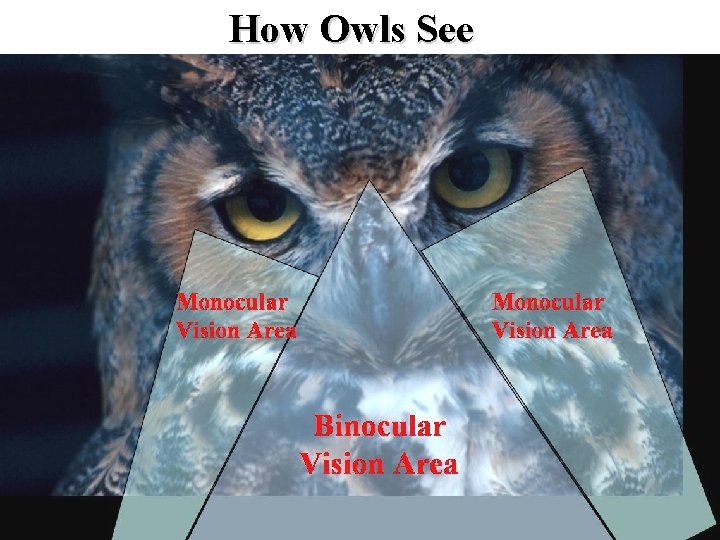 The Great Horned Owl And Loyalty Think about