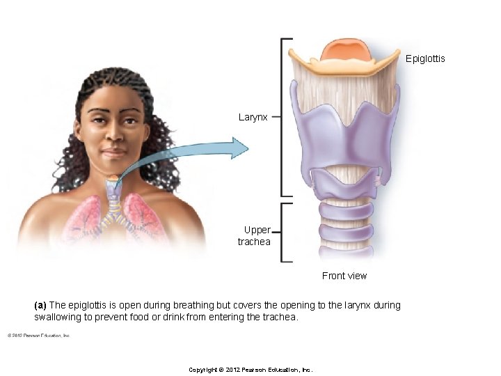 Chapter 14 The Respiratory System Lecture Presentation Betty