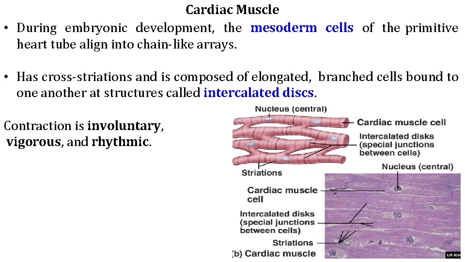 Histology of the myocardium and blood vessels Prof
