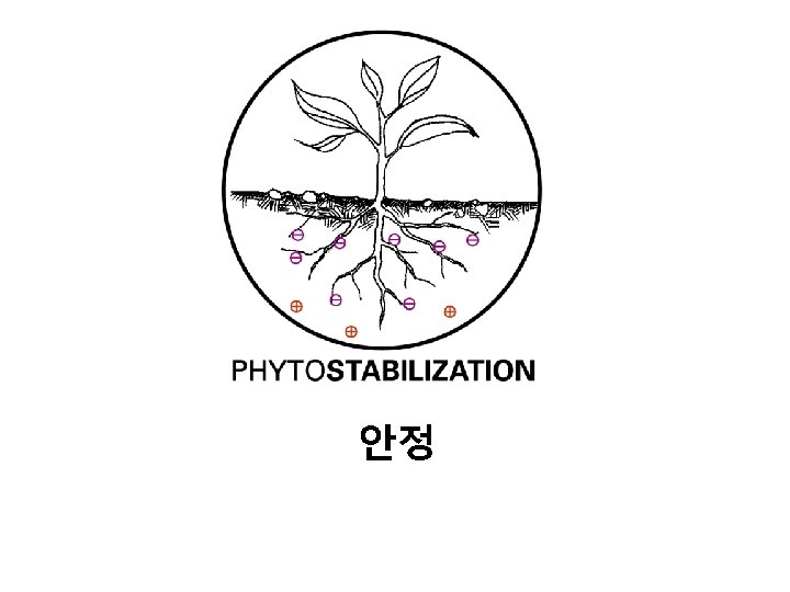 Phytoremediation Mechanisms Reference Bioremediation book Chapter 2 ...