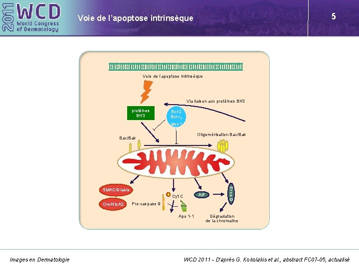 1 Histologie Vers une classification gntique des mlanomes