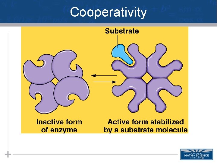 Enzymes The Biological Catalysts Energy of Activation The