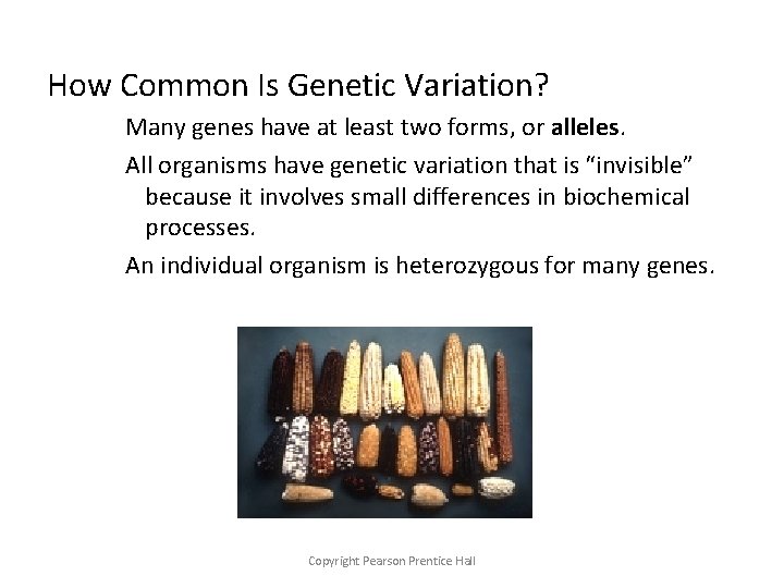 Evolution Chapter 16 regents How Common Is Genetic