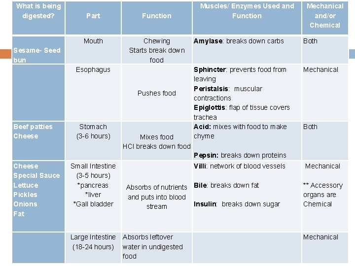 DIGESTIVE SYSTEM 27 FEET OF GASTROINTESTINAL FUN Parts