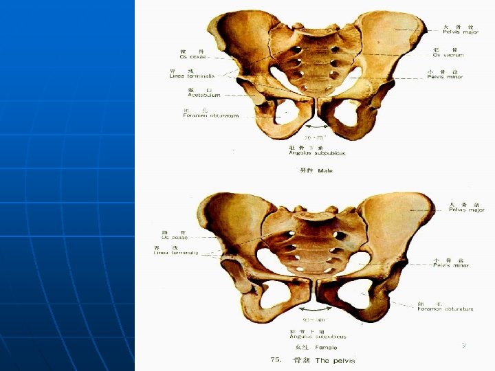 Section 3 The bones of limbs bones of
