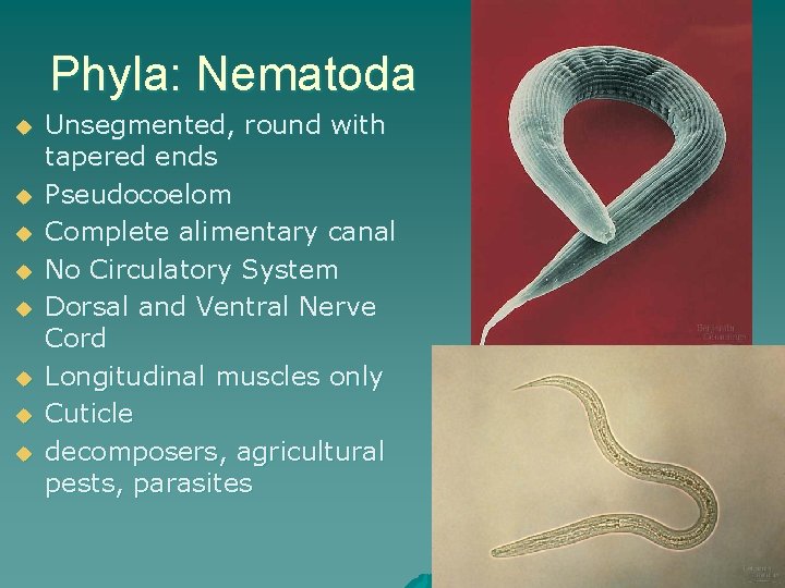Invertebrates II Phylum Nemertea u u u The