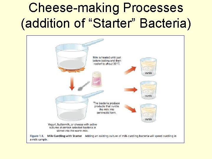 History of Cheese Making It is possible that
