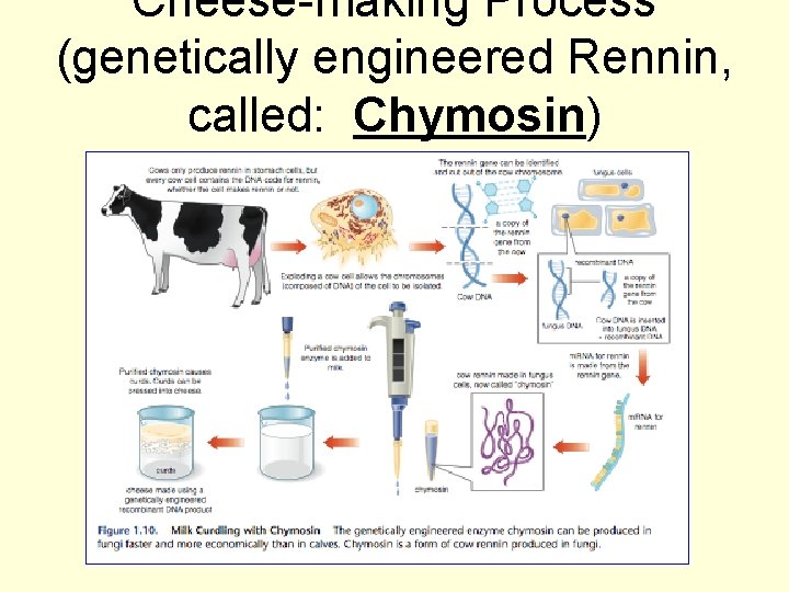 History of Cheese Making It is possible that