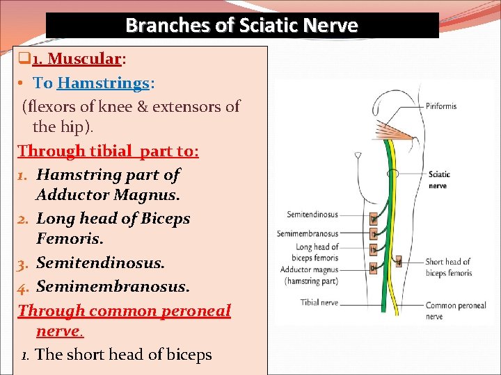 Nerve supply and blood supply of back of