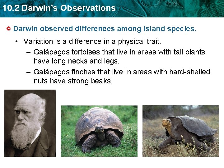 10 2 Darwins Observations KEY CONCEPT Darwins voyage
