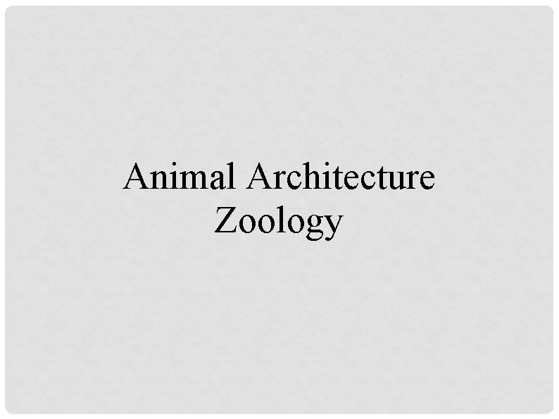 Animal Architecture Zoology WHAT IS AN ANIMAL An