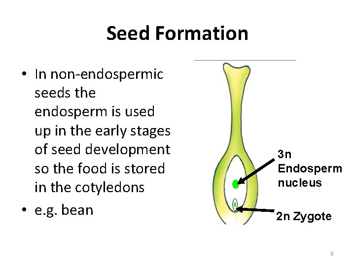 Sexual Reproduction in Flowering Plants c Fruit Formation
