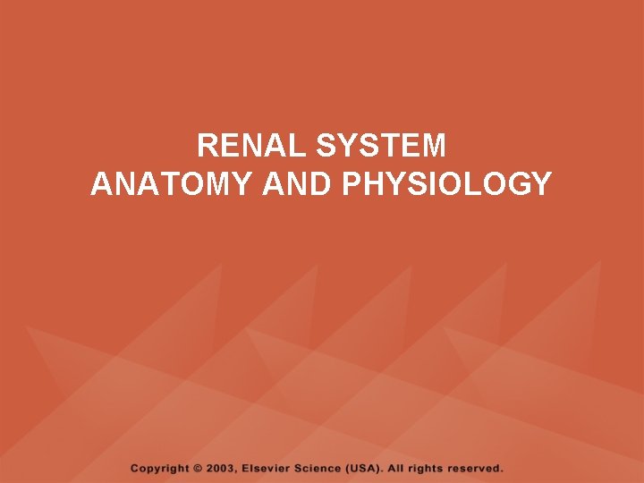 RENAL SYSTEM ANATOMY AND PHYSIOLOGY PYRAMID POINTS Functions