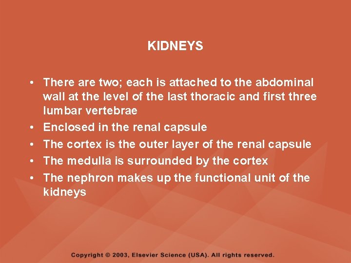 RENAL SYSTEM ANATOMY AND PHYSIOLOGY PYRAMID POINTS Functions