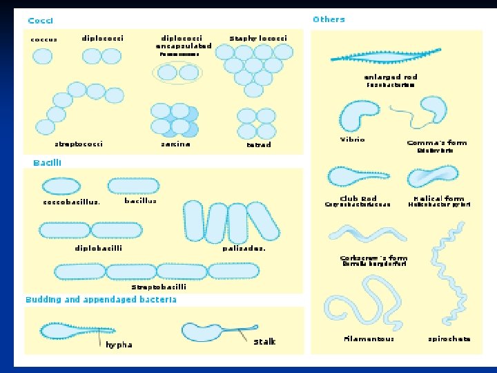 Biogas Somporn Jenkunawat n Biogas is gas produced
