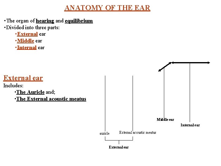 ANATOMY OF THE EAR The organ of hearing
