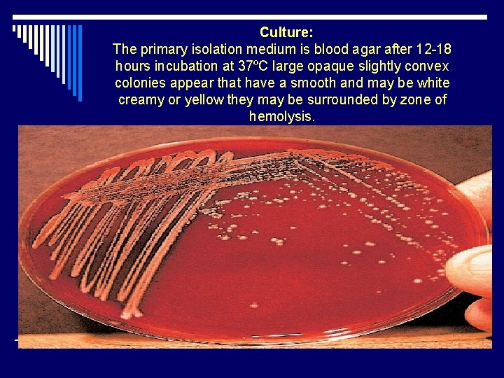 Staphylococci Fatin Naeem Abbas Staphylococus Morphological ...