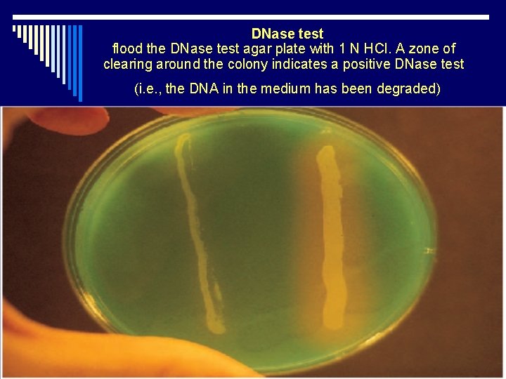 Staphylococci Fatin Naeem Abbas Staphylococus Morphological ...