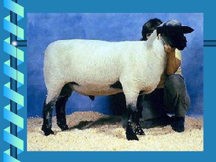 Breeds of Sheep Agricultural Education Cheviot b Originated
