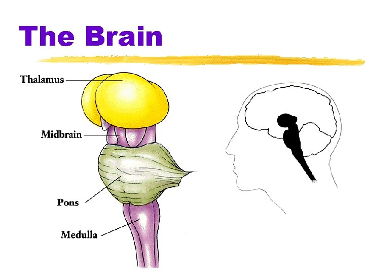 FOCUS ON THE BRAIN The Brain z Brainstem