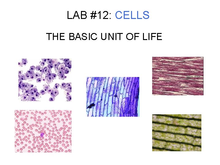 LAB 12 CELLS THE BASIC UNIT OF LIFE