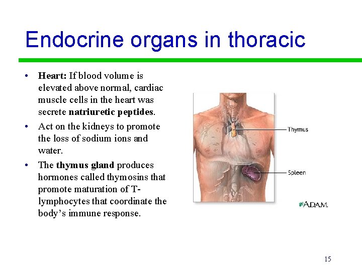 Exercise 18 Endocrine System Glucometer Portland Community College