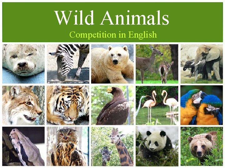Wild Animals Competition in English Contests in the