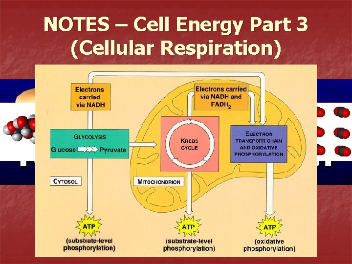 NOTES Cell Energy Part 3 Cellular Respiration Cell
