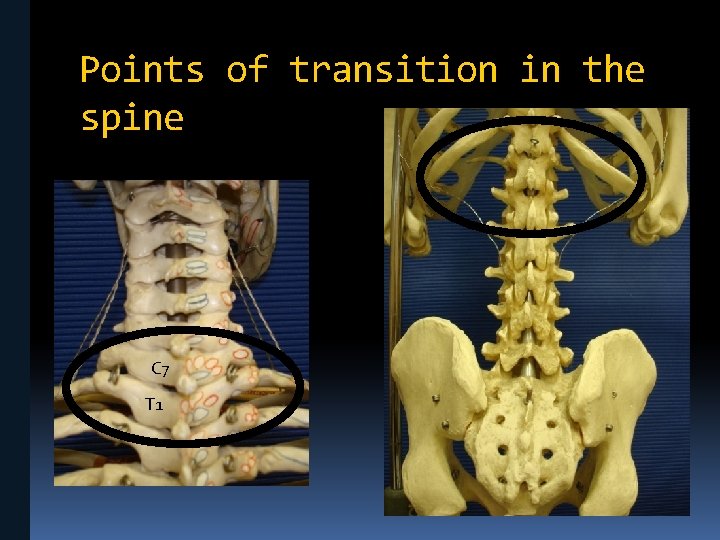 Spine Hip Knee Foot Skeletal and muscular considerations