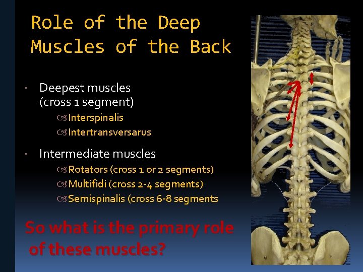 Spine Hip Knee Foot Skeletal and muscular considerations