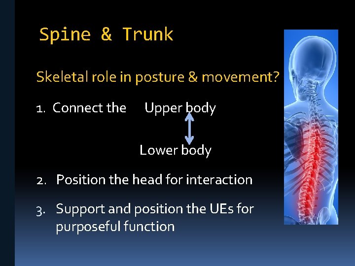 Spine Hip Knee Foot Skeletal and muscular considerations