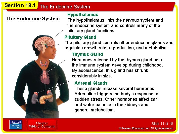 Section 18 1 The Endocrine System Objectives Describe