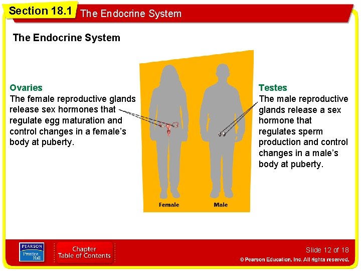Section 18 1 The Endocrine System Objectives Describe