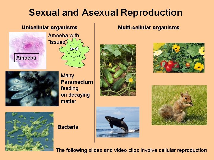 Sexual and Asexual Reproduction Unicellular organisms Amoeba with