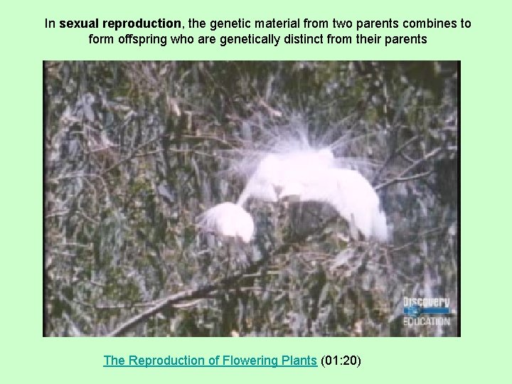 Sexual and Asexual Reproduction Unicellular organisms Amoeba with