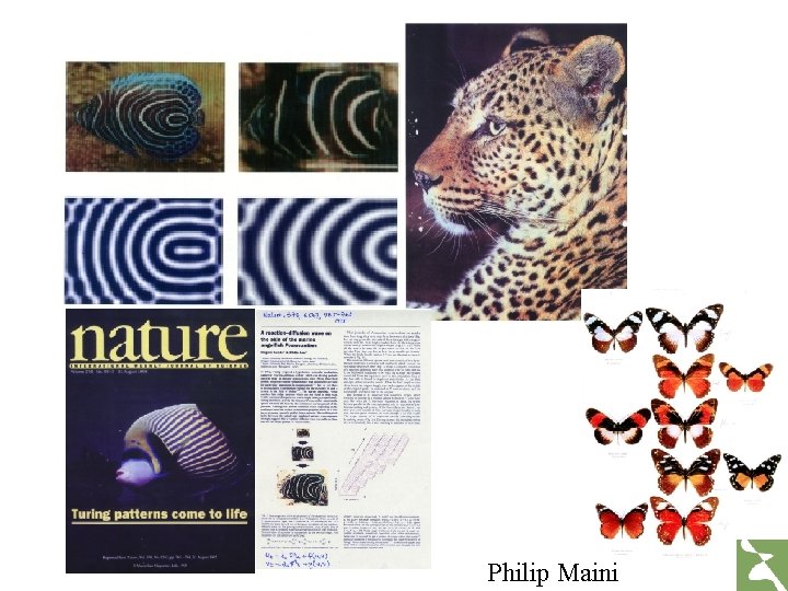 Introduction to Developmental Biology Mathematical Biology Lecture 3